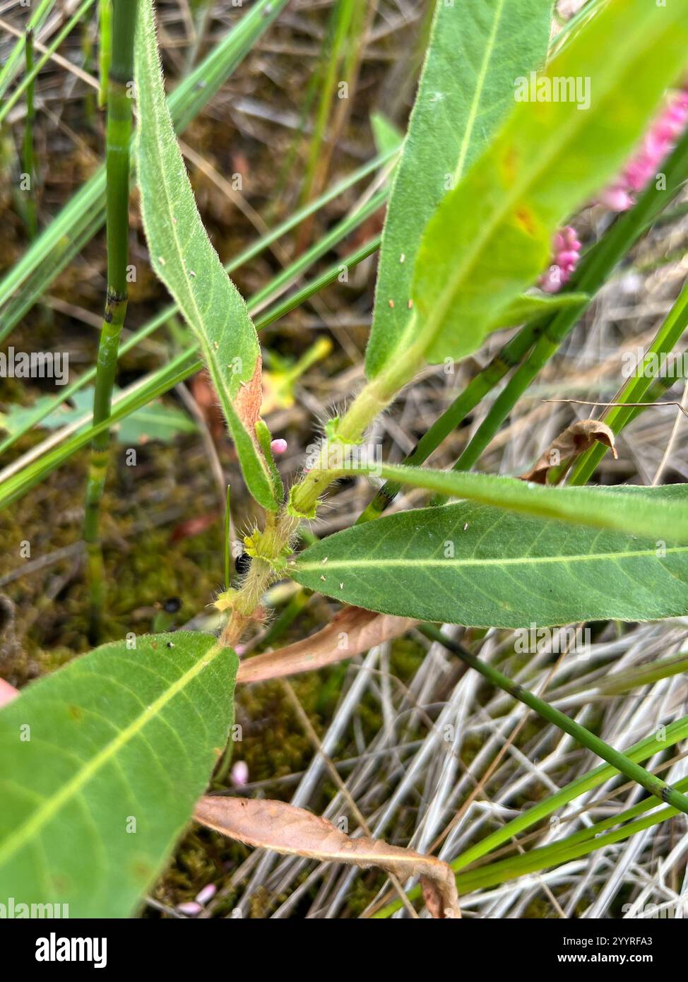 water smartweed (Persicaria amphibia Stock Photo - Alamy