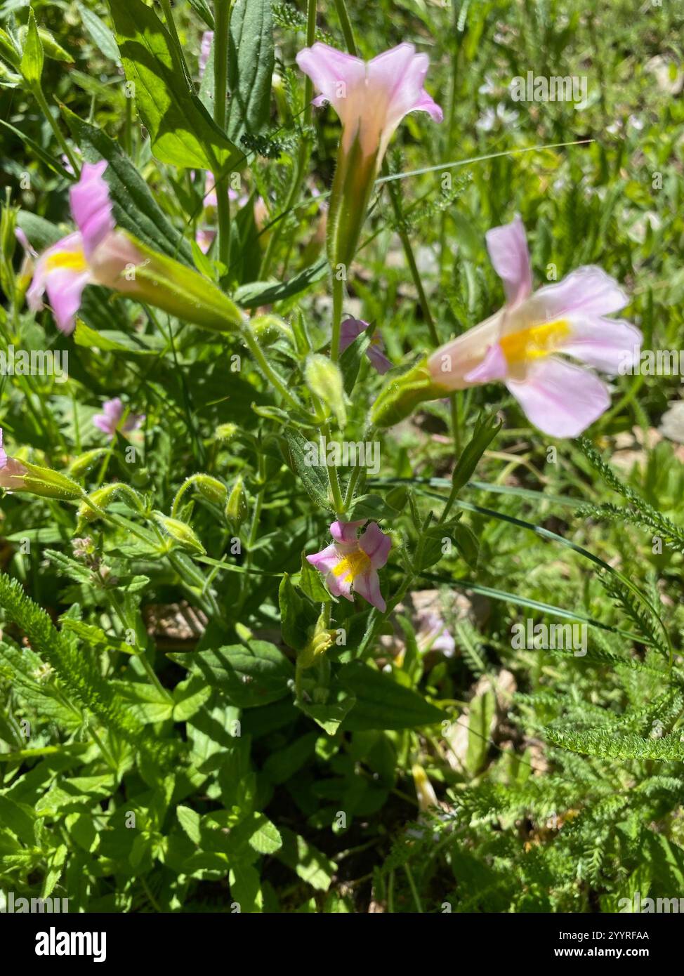 Blushing Monkeyflower (Erythranthe erubescens Stock Photo - Alamy
