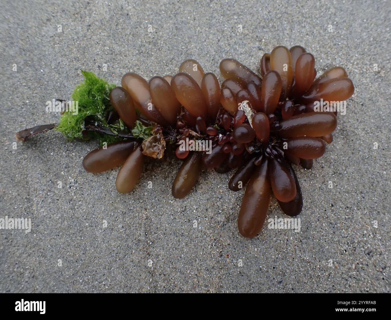 Sea Sacks (Halosaccion glandiforme Stock Photo - Alamy