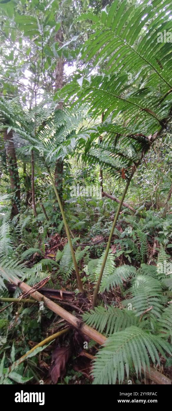 Angiopteris evecta hi-res stock photography and images - Alamy