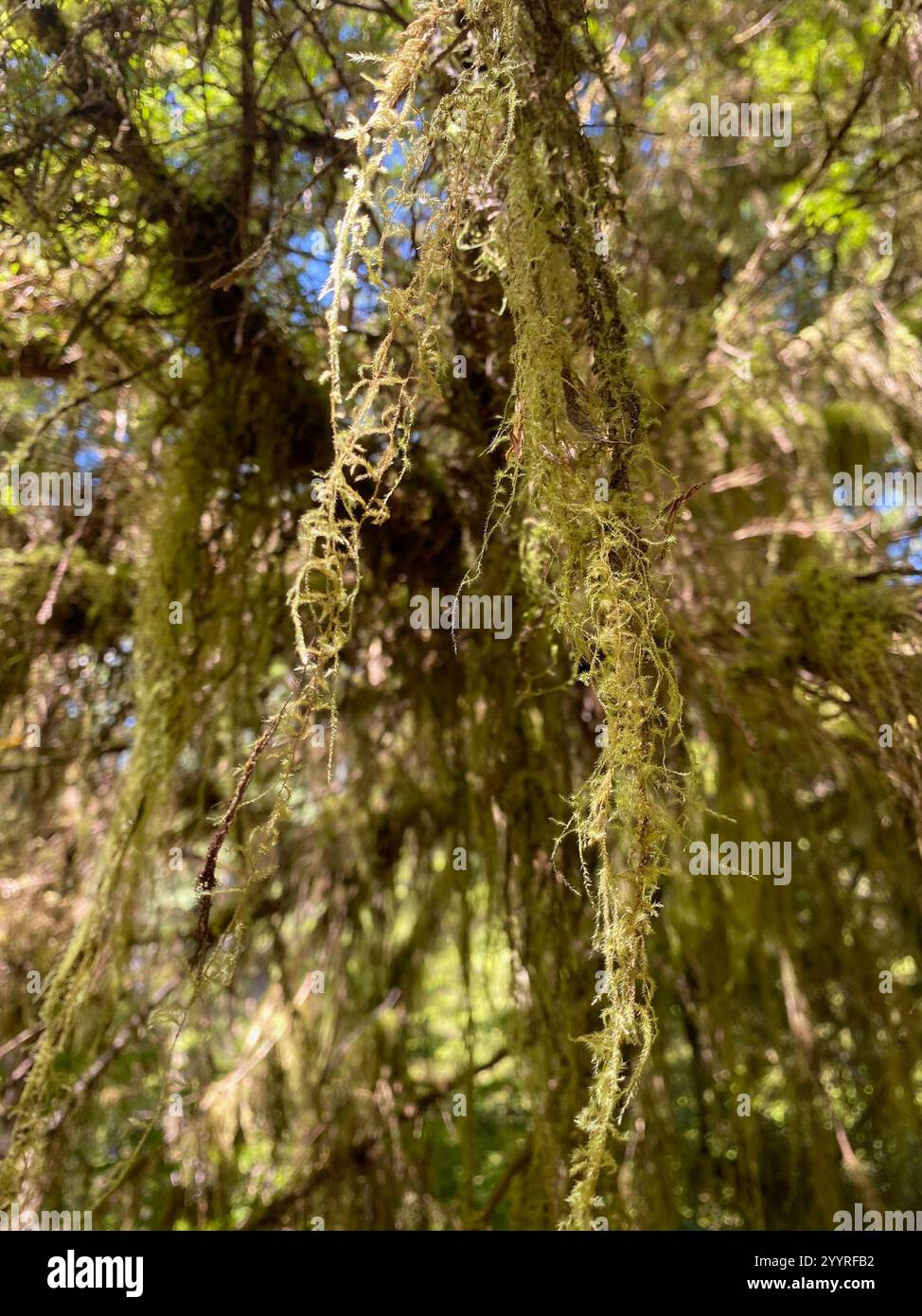 Cat's Tail Moss (Pseudisothecium stoloniferum Stock Photo - Alamy