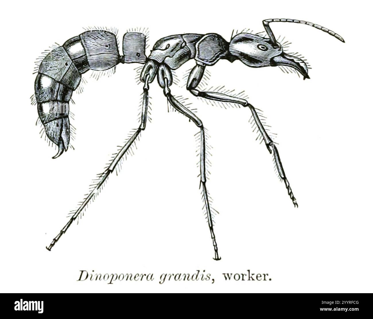 Dinoponera hi-res stock photography and images - Alamy