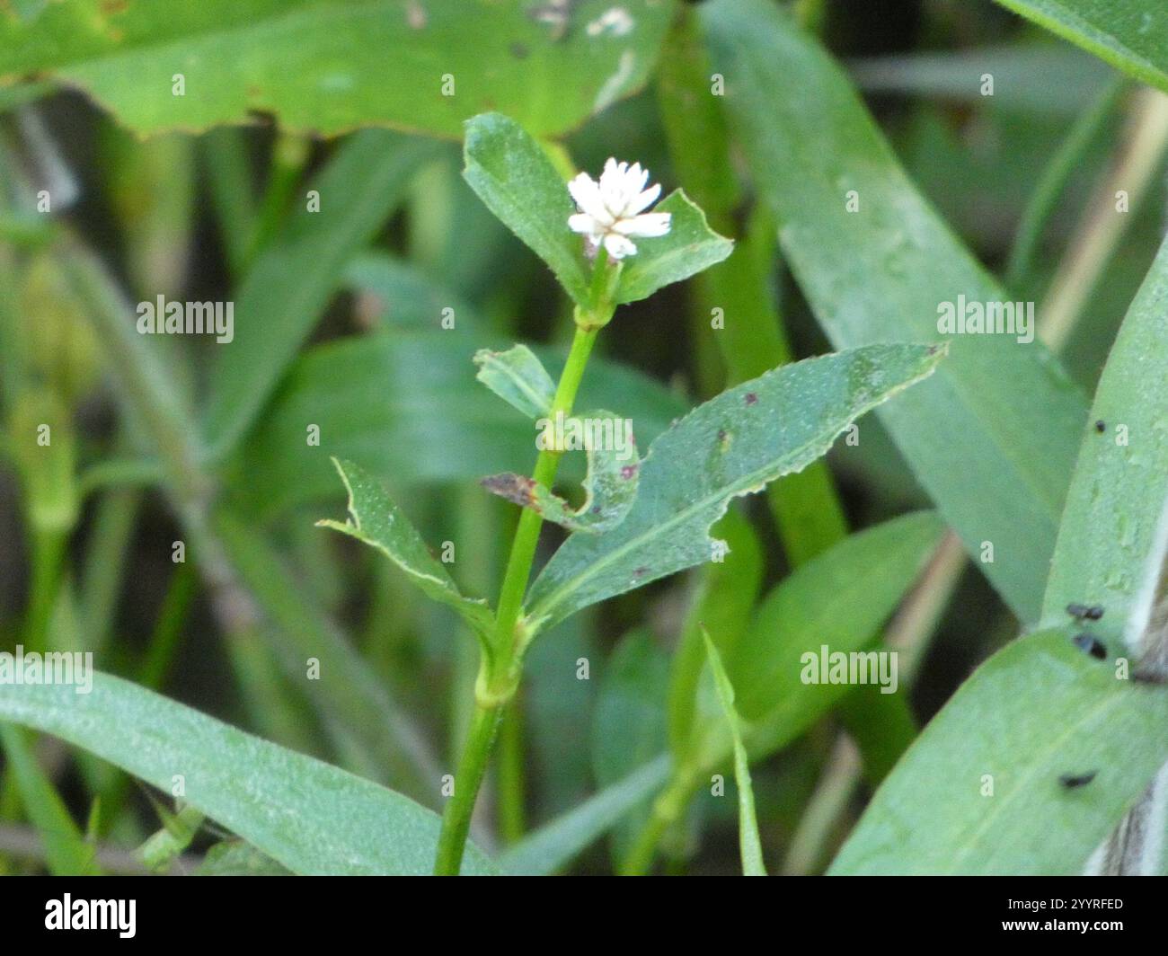 Alligatorweed (Alternanthera philoxeroides Stock Photo - Alamy