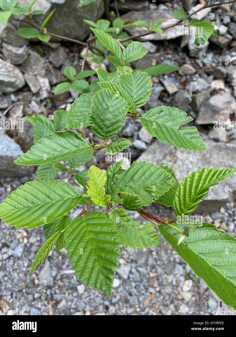 Red Alder (Alnus rubra Stock Photo - Alamy