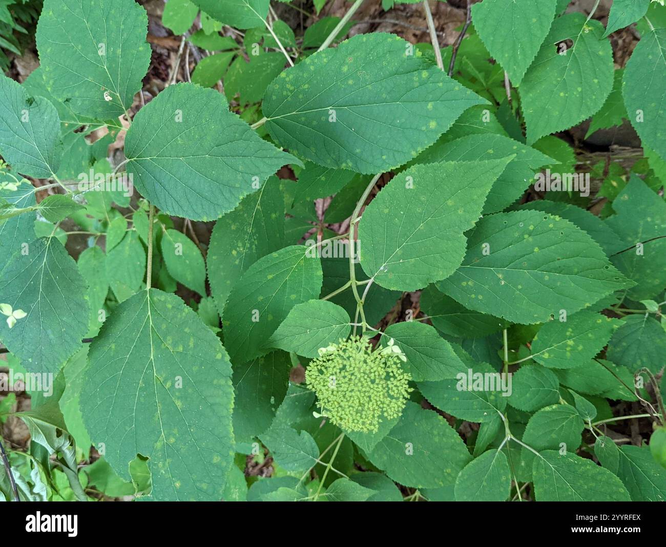 wild hydrangea (Hydrangea arborescens Stock Photo - Alamy