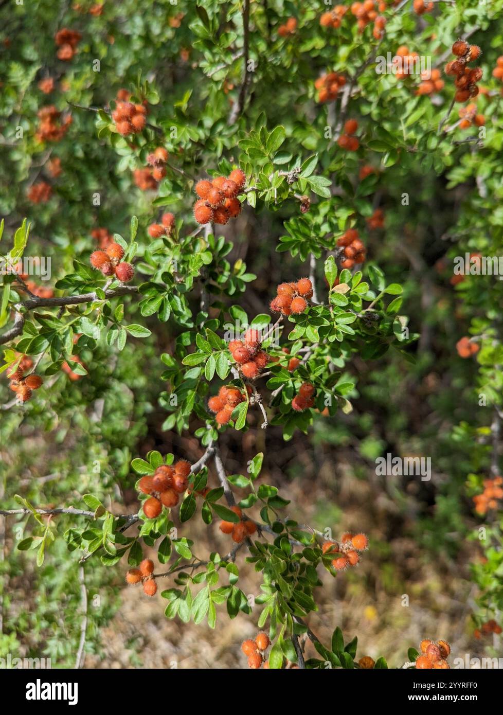 little leaf sumac (Rhus microphylla Stock Photo - Alamy