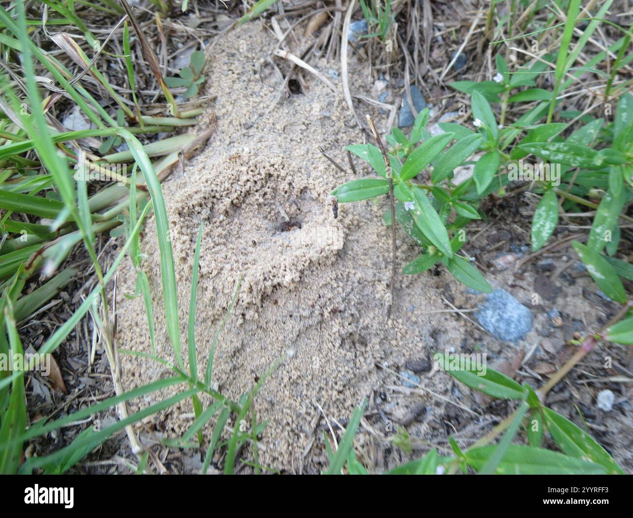 Buren's Pyramid Ant (Dorymyrmex bureni Stock Photo - Alamy