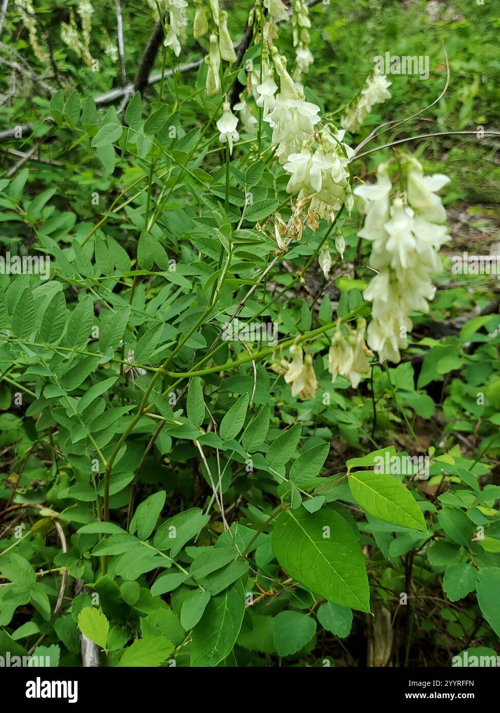 Yellow Sweet-vetch (Hedysarum sulphurescens Stock Photo - Alamy