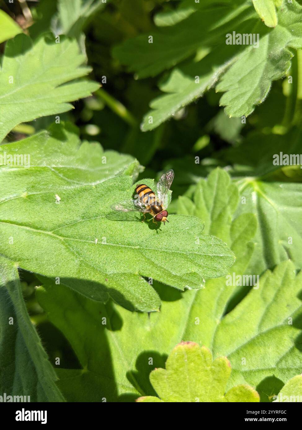 Long-tailed Aphideater Complex (Eupeodes americanus Stock Photo - Alamy