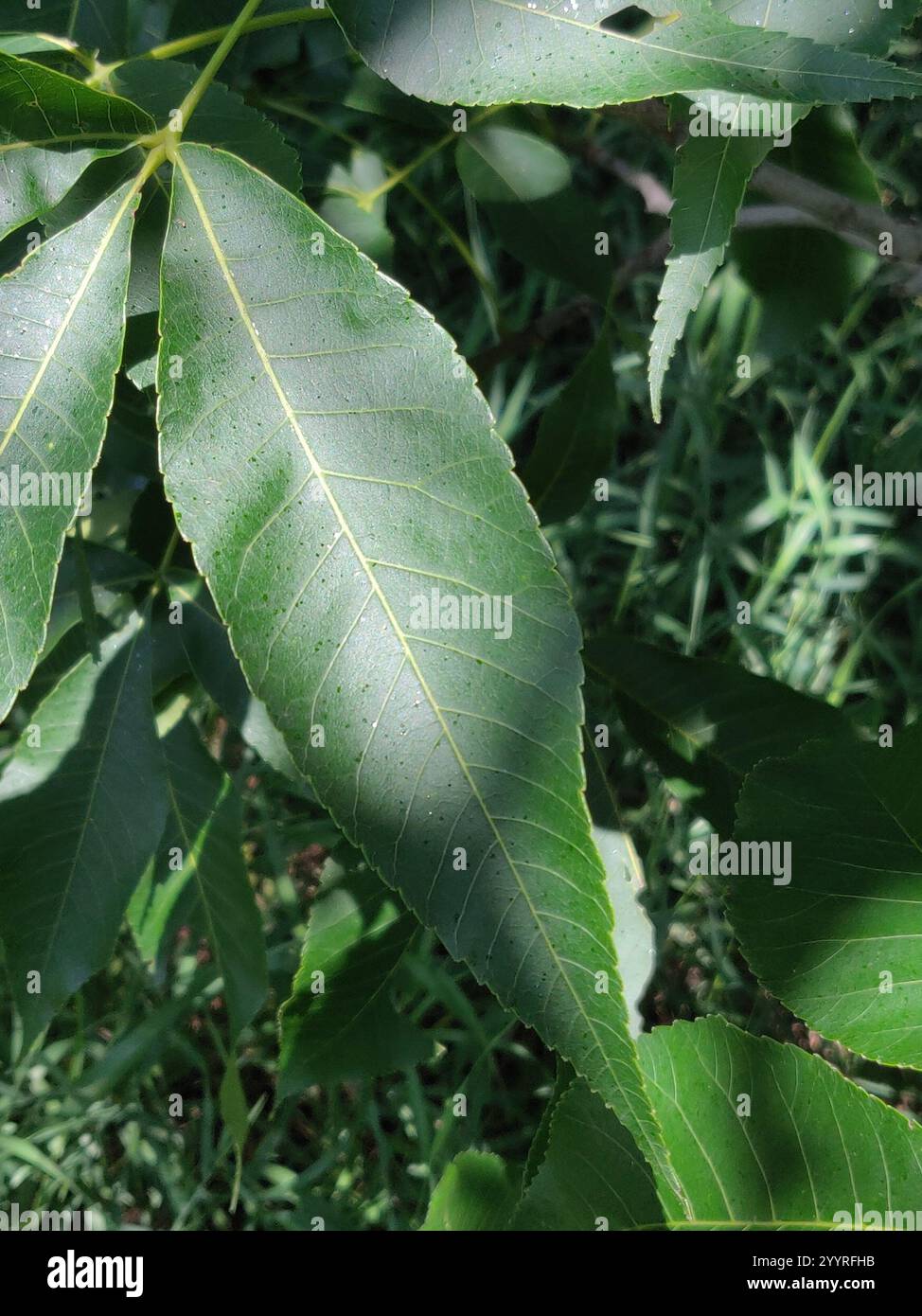 shagbark hickory (Carya ovata Stock Photo - Alamy
