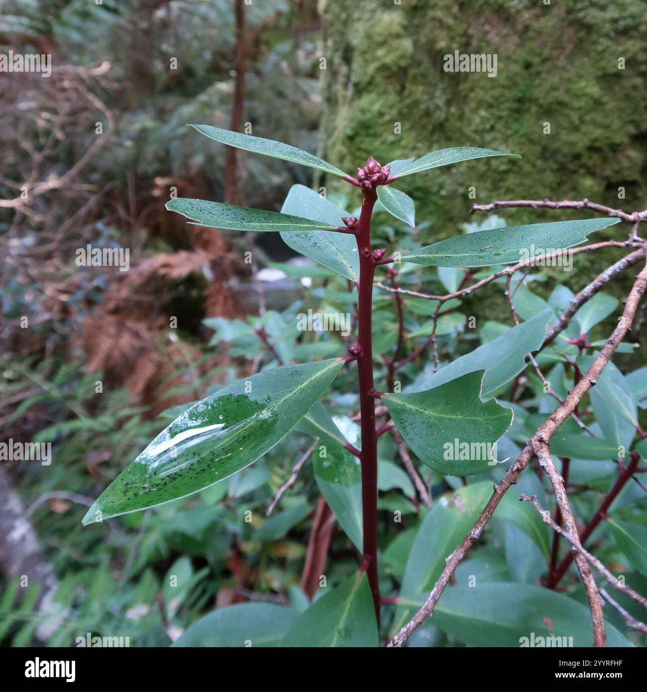 Tasmannia lanceolata hi-res stock photography and images - Alamy