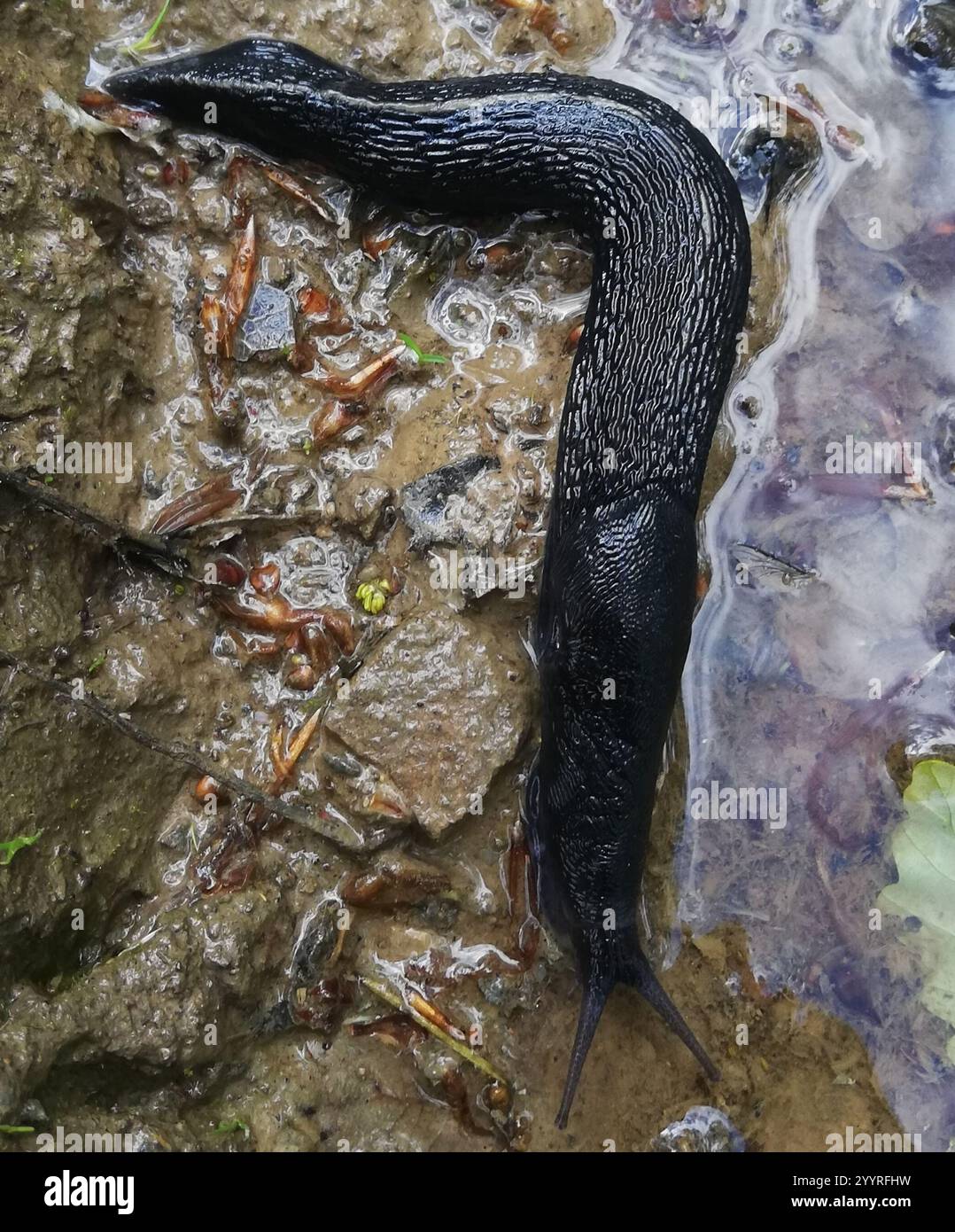Ash-black Slug (Limax cinereoniger Stock Photo - Alamy