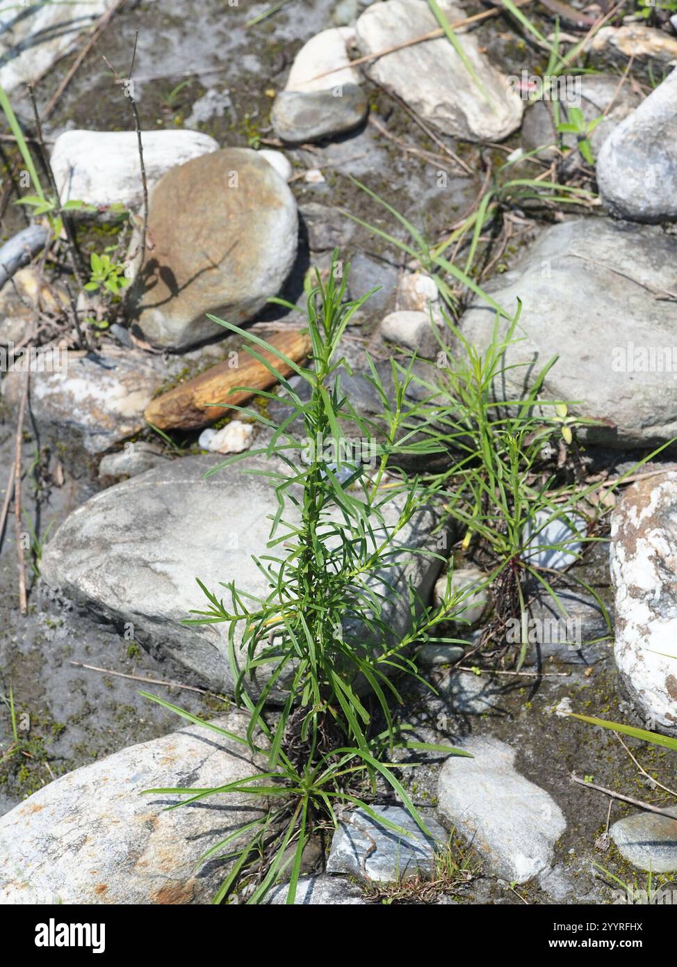 Aster altaicus hi-res stock photography and images - Alamy