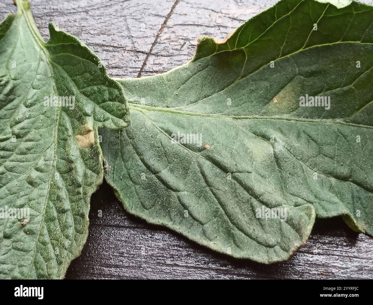Tomato Leaf Mold (Fulvia fulva Stock Photo - Alamy