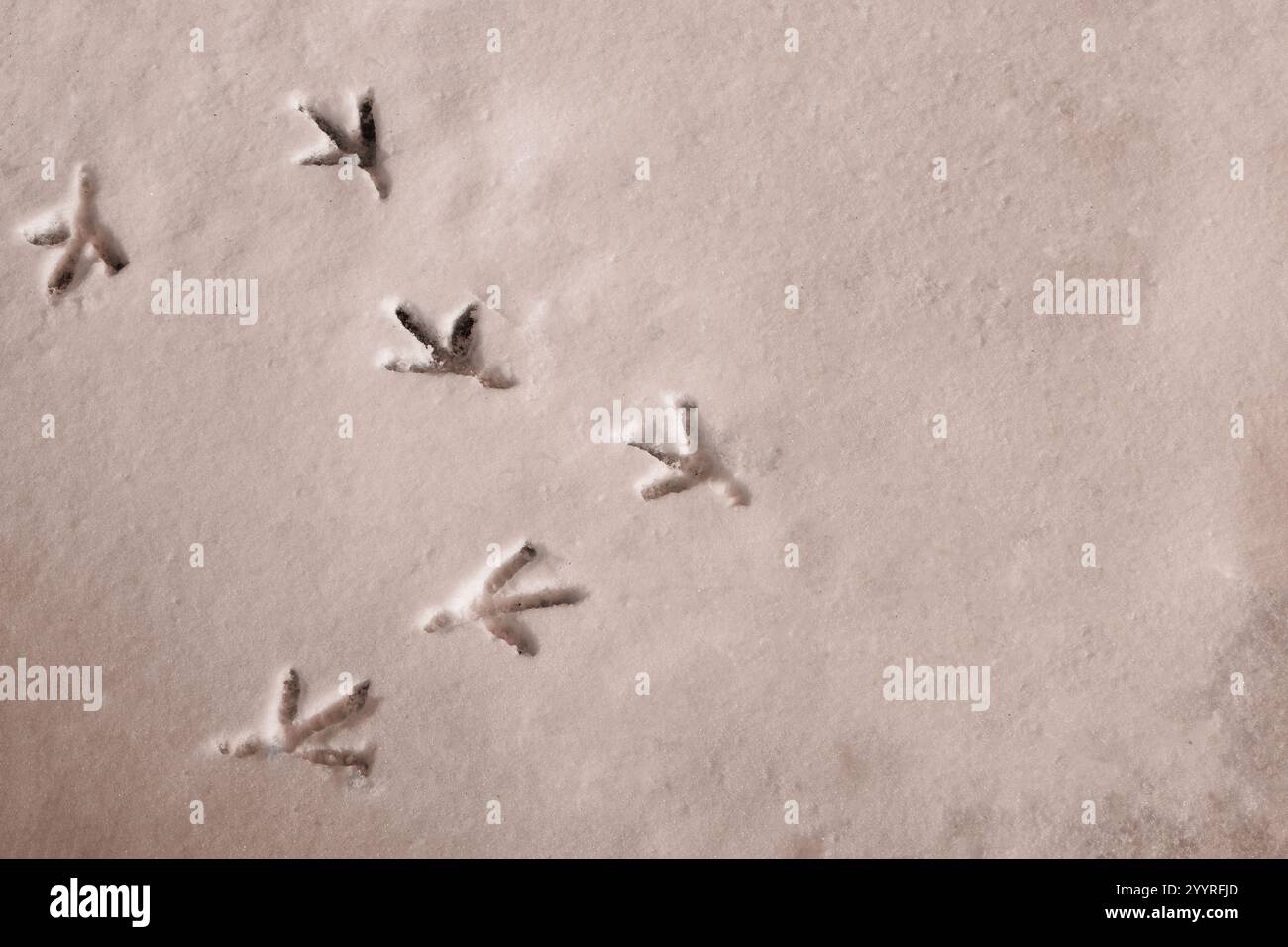 pantone 2025. Bird footprints in snow in winter. Winter weather and ...