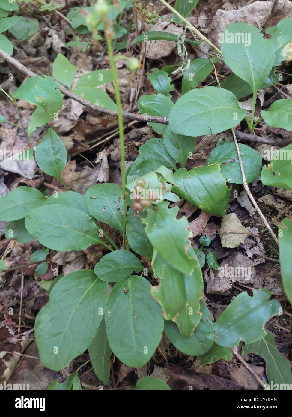 shinleaf (Pyrola elliptica Stock Photo - Alamy