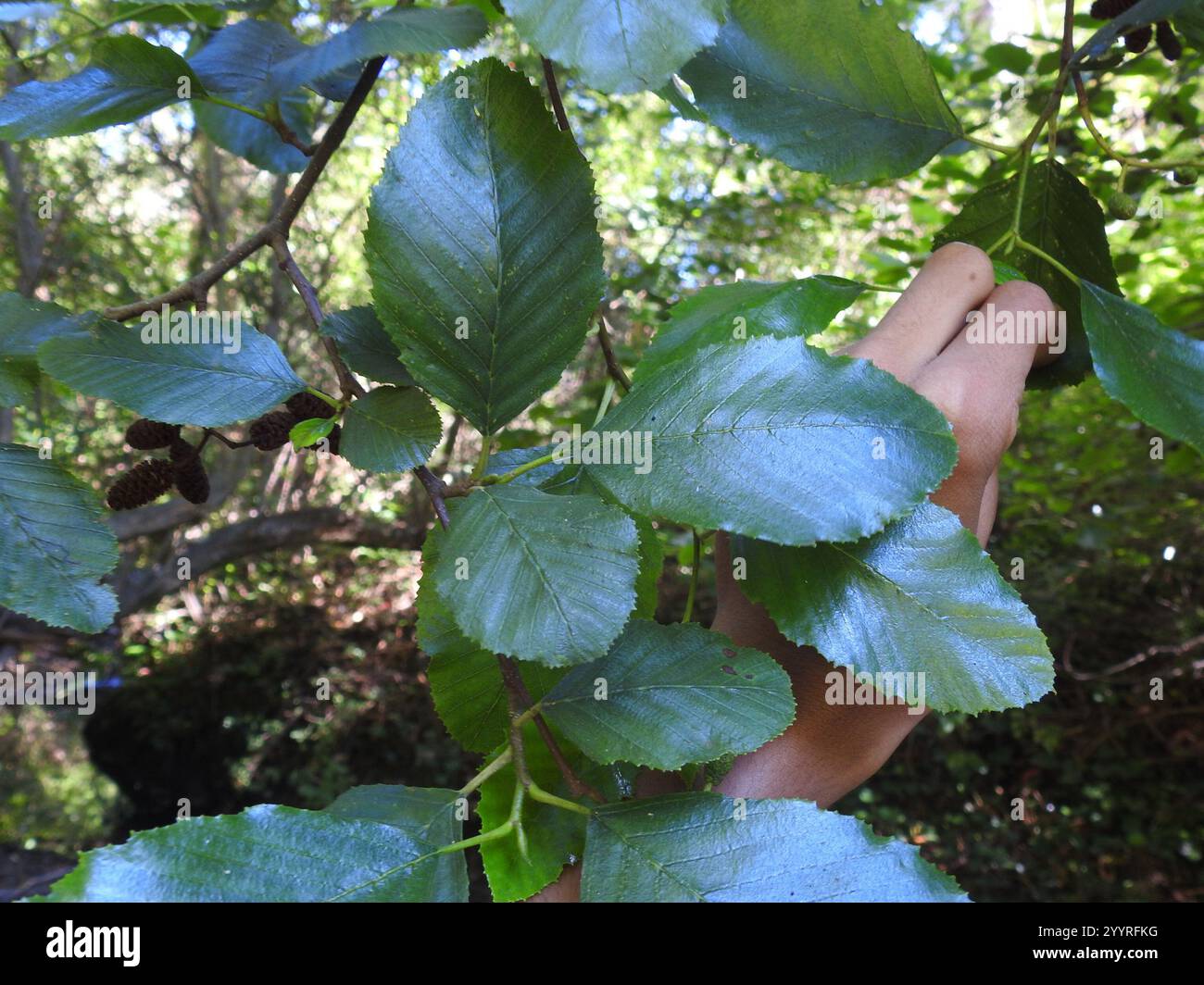 white alder (Alnus rhombifolia Stock Photo - Alamy