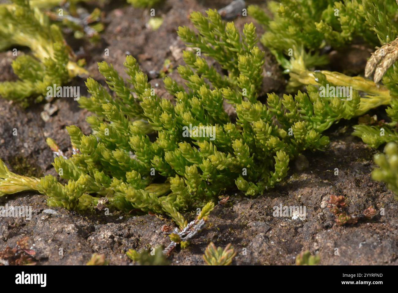 alpine clubmoss (Diphasiastrum alpinum Stock Photo - Alamy