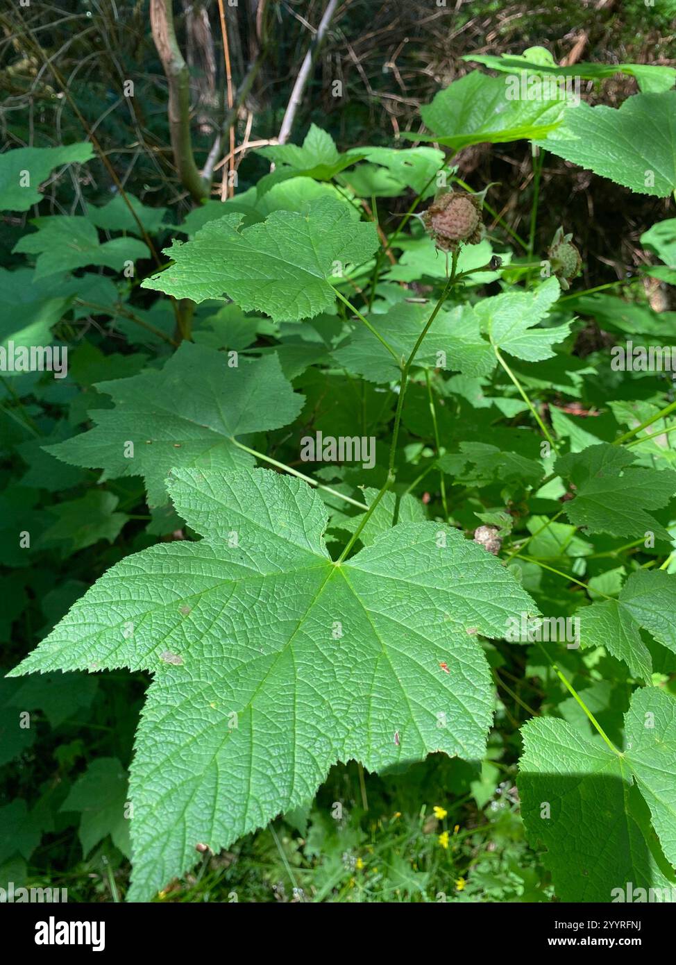 thimbleberry (Rubus parviflorus Stock Photo - Alamy