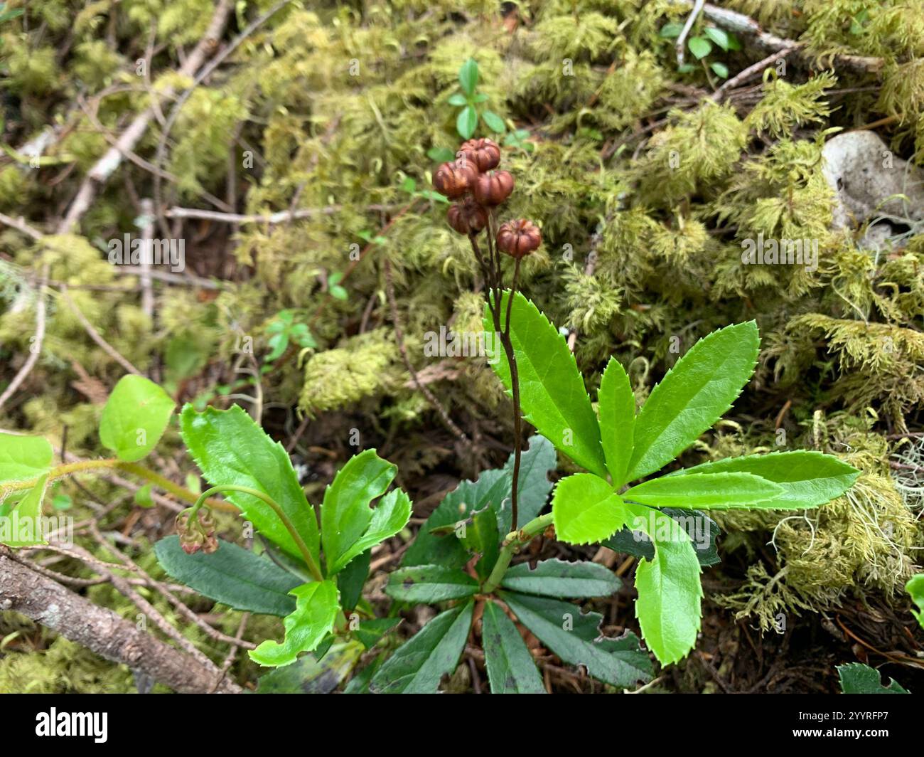 pipsissewa (Chimaphila umbellata Stock Photo - Alamy