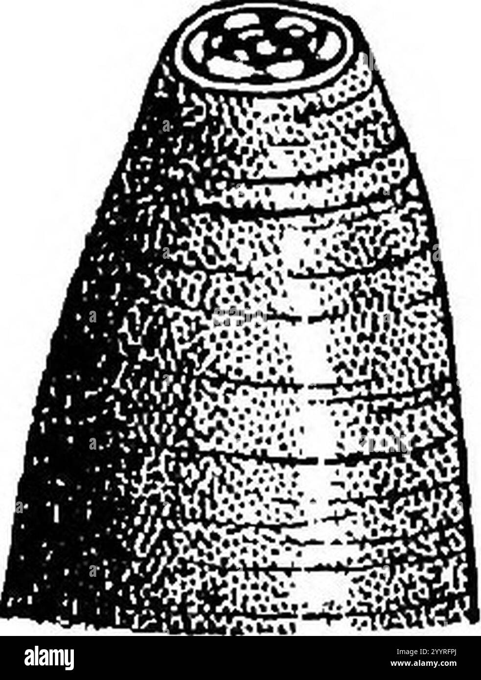 Dioctophyme renale hi-res stock photography and images - Alamy