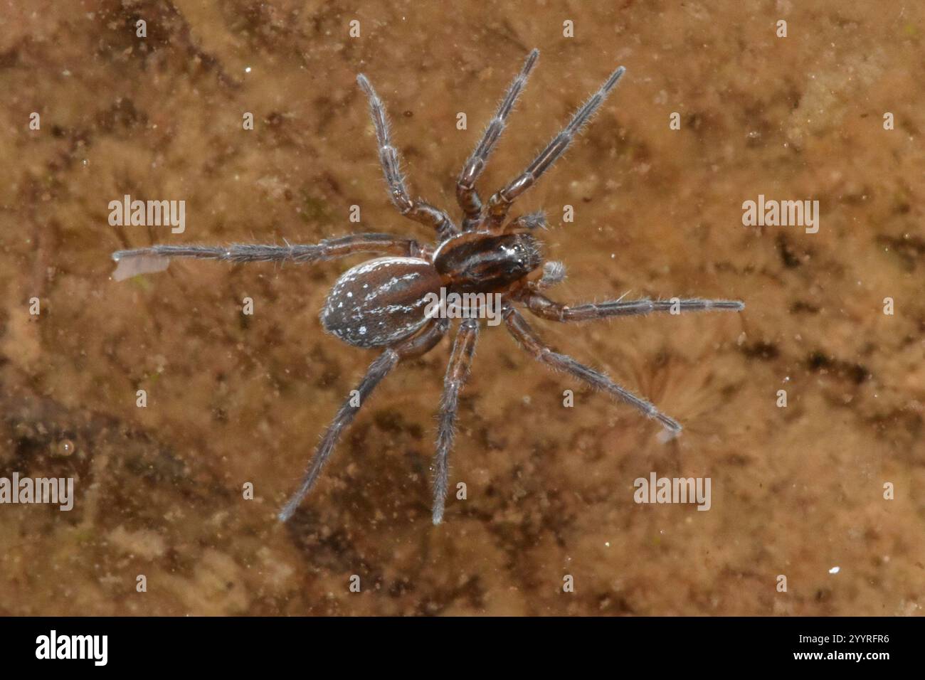 pirate wolf spiders (Pirata Stock Photo - Alamy