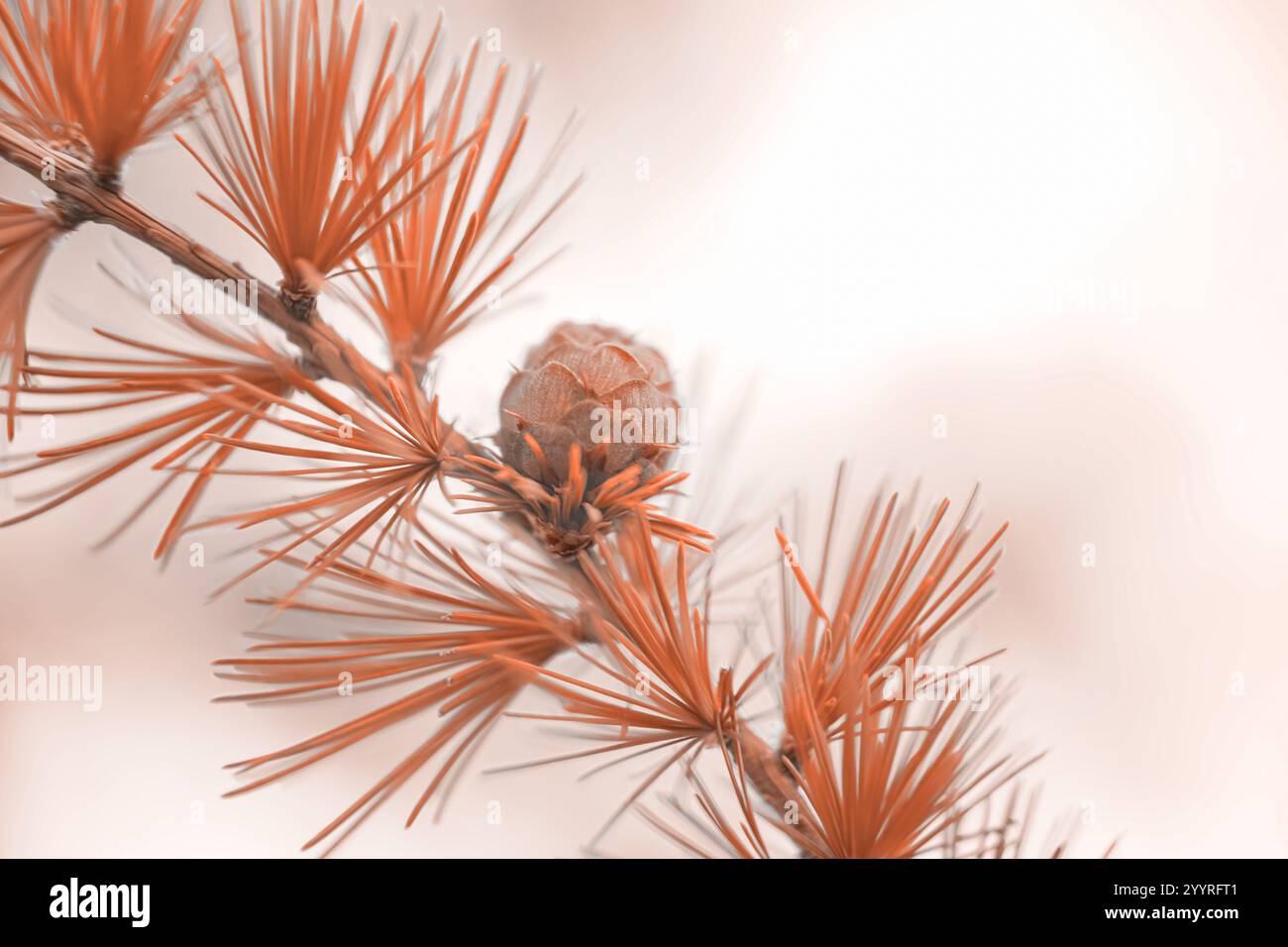 Young fir cone showing a green hue with hints of pink at its tips over ...