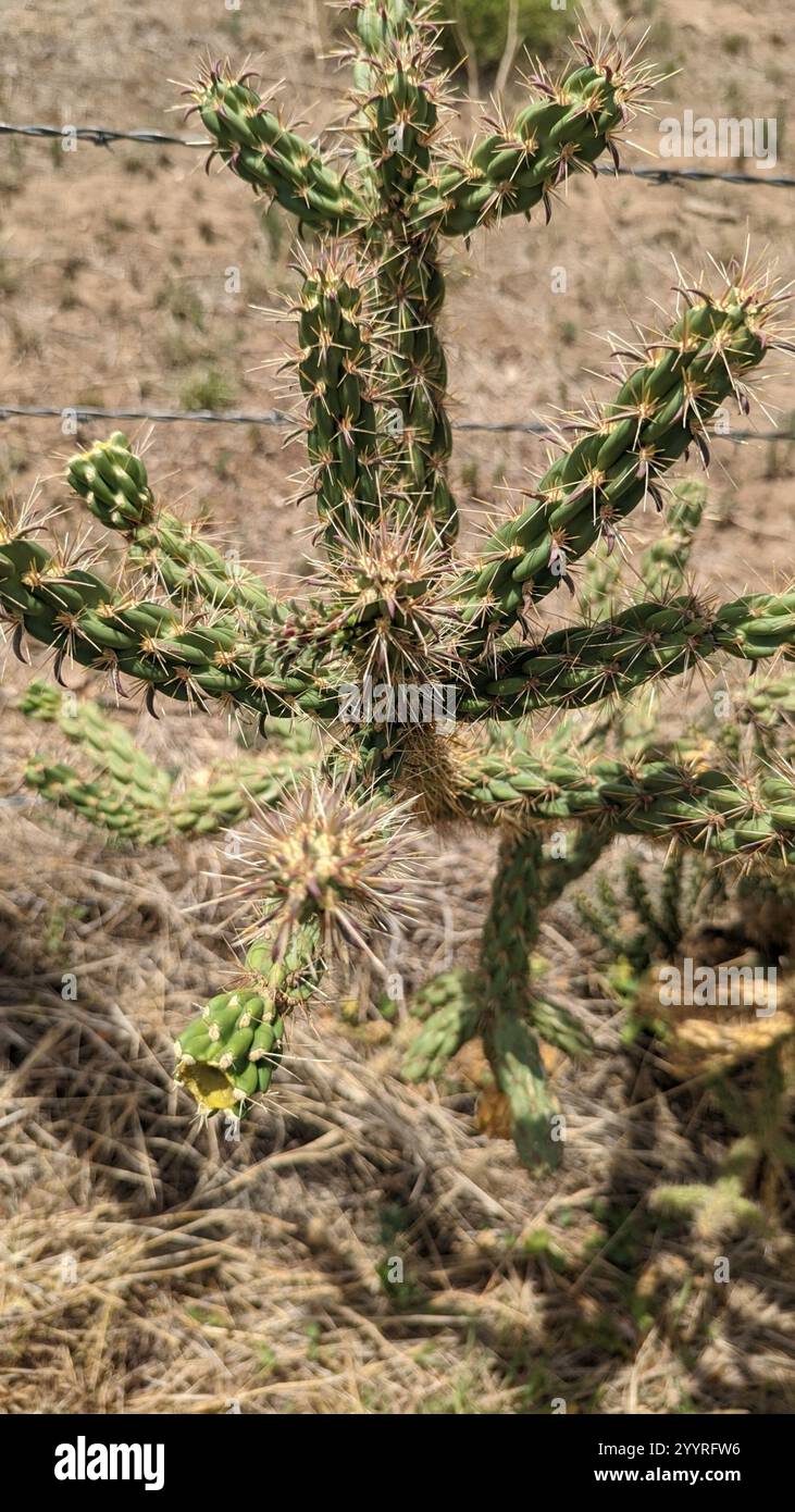 tree cholla (Cylindropuntia imbricata Stock Photo - Alamy