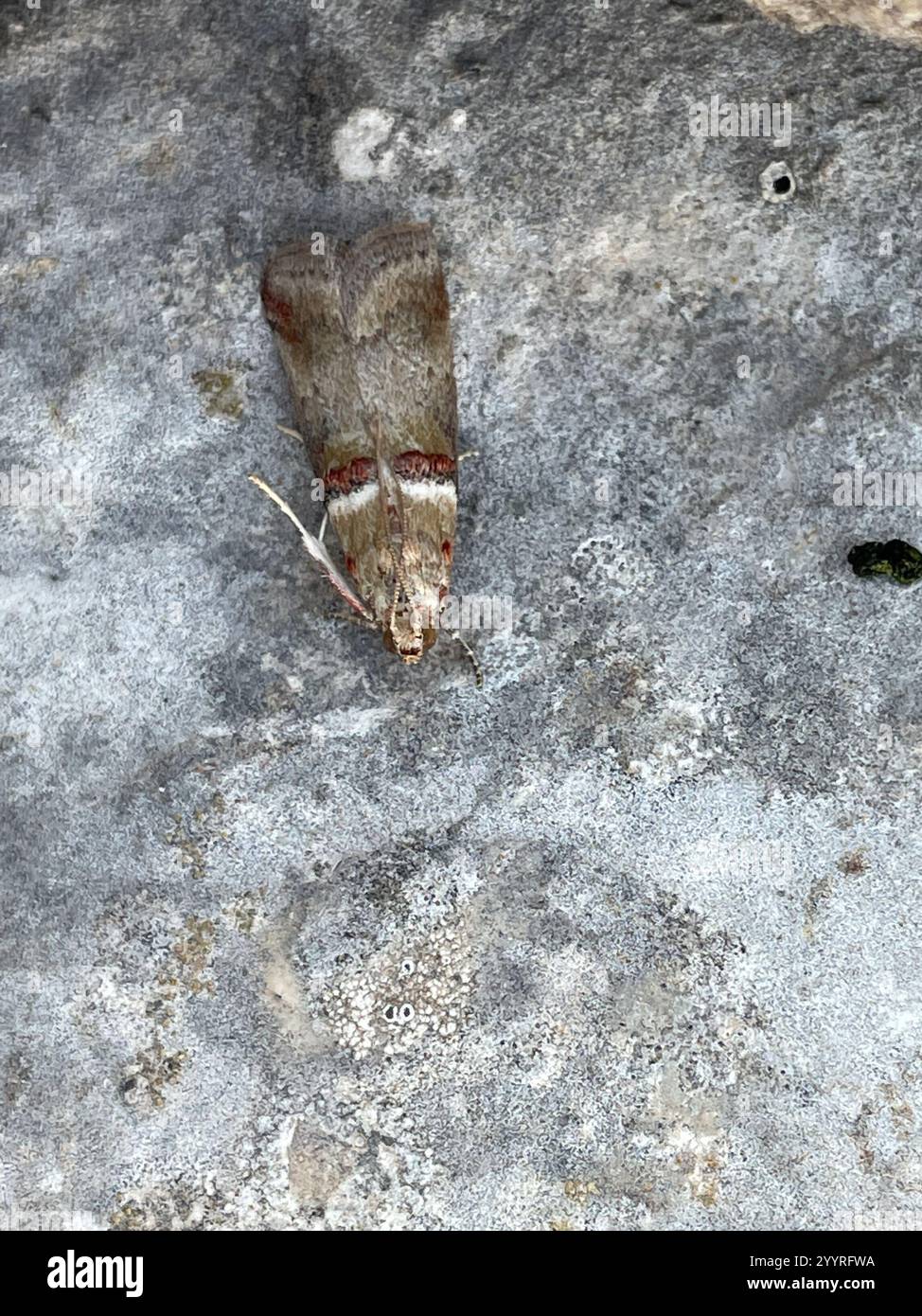 Scarce oak knot-horn (Acrobasis tumidana Stock Photo - Alamy