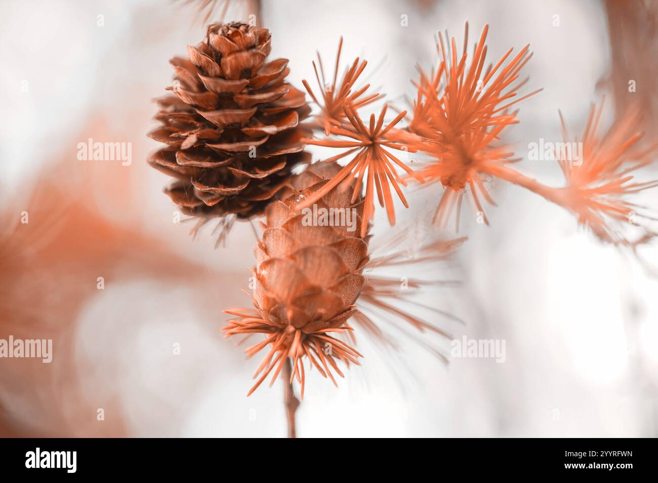 pantone tone. Branch of pine tree with needles and cone. Green fir cone ...