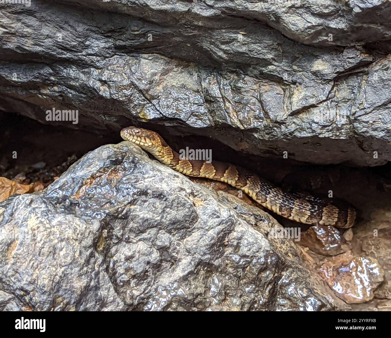 Common Watersnake (Nerodia sipedon Stock Photo - Alamy