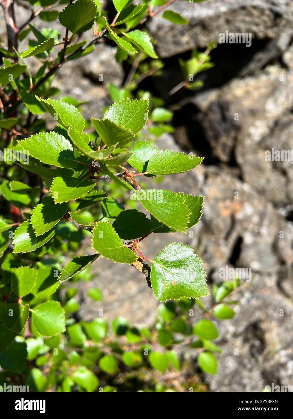 Downy Birch (Betula pubescens Stock Photo - Alamy