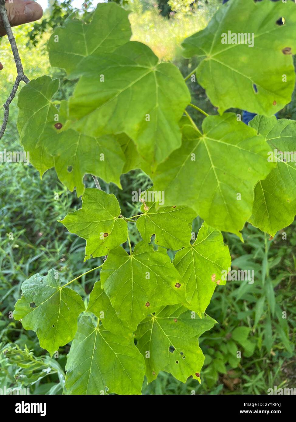 black maple (Acer nigrum Stock Photo - Alamy