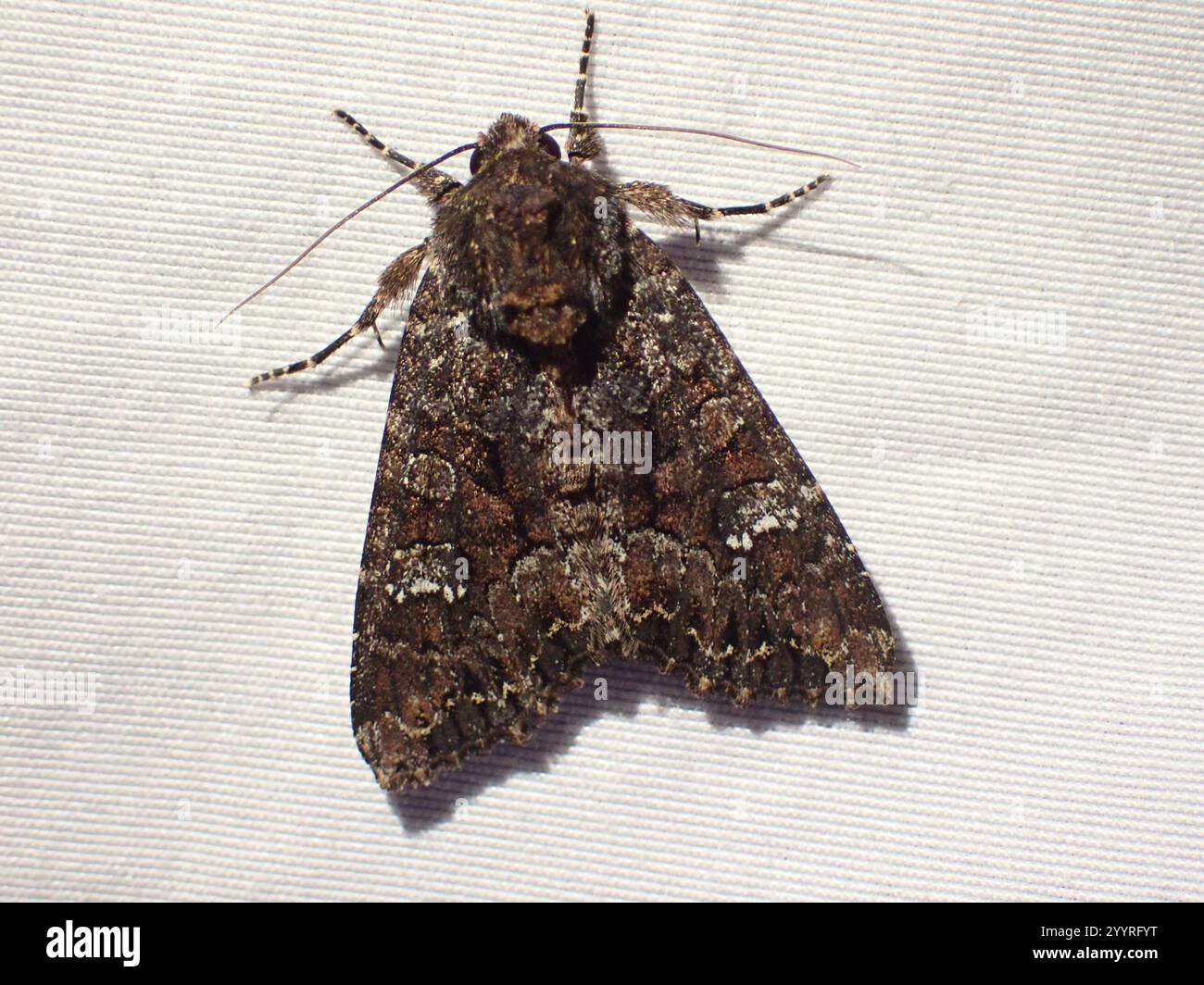 Yellow-headed Cutworm Moth (Apamea amputatrix Stock Photo - Alamy