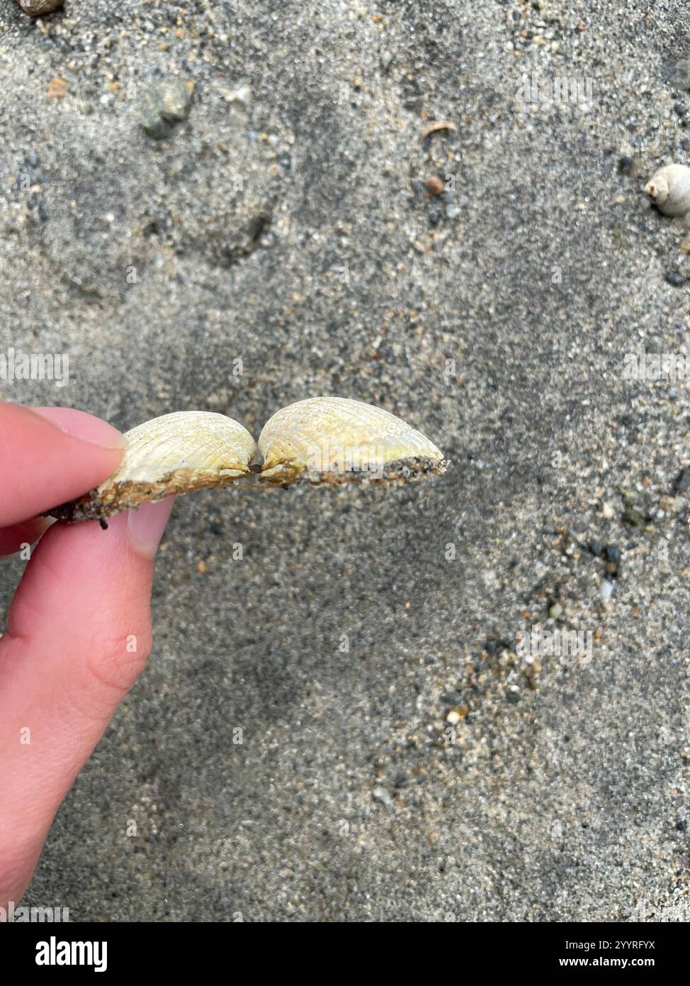 Common Cockle (Cerastoderma edule Stock Photo - Alamy