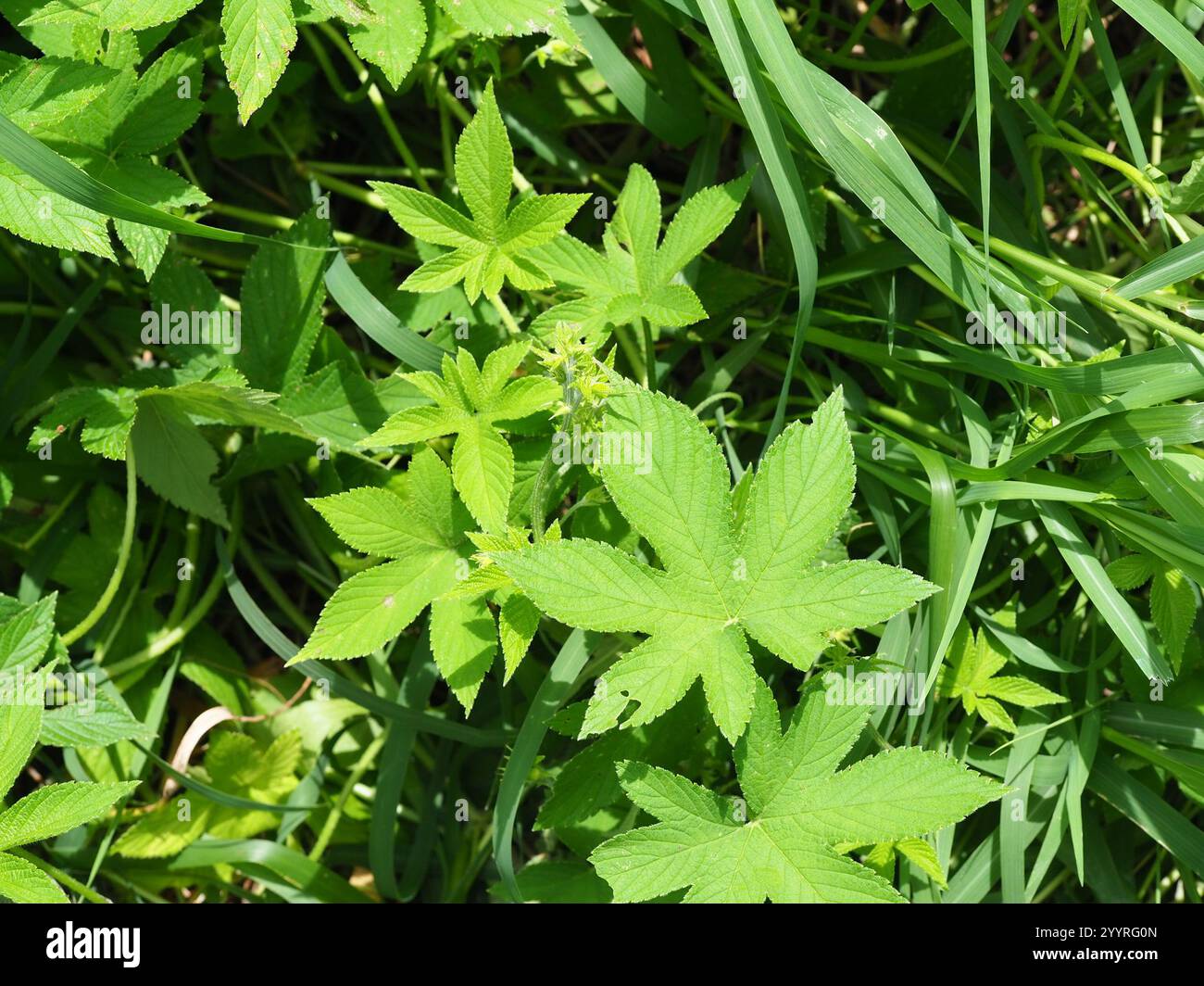 Japanese Hops (Humulus scandens Stock Photo - Alamy