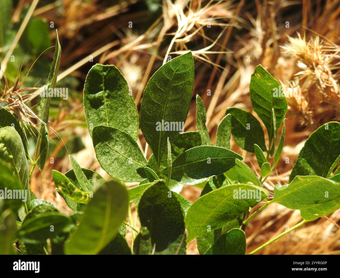 Western Hoptree (Ptelea crenulata Stock Photo - Alamy