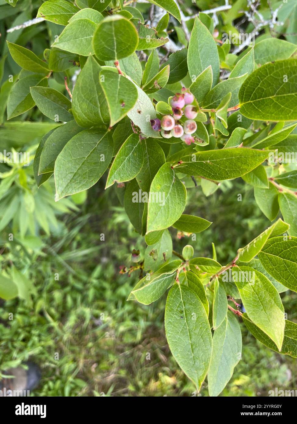 Northern highbush blueberry (Vaccinium corymbosum Stock Photo - Alamy