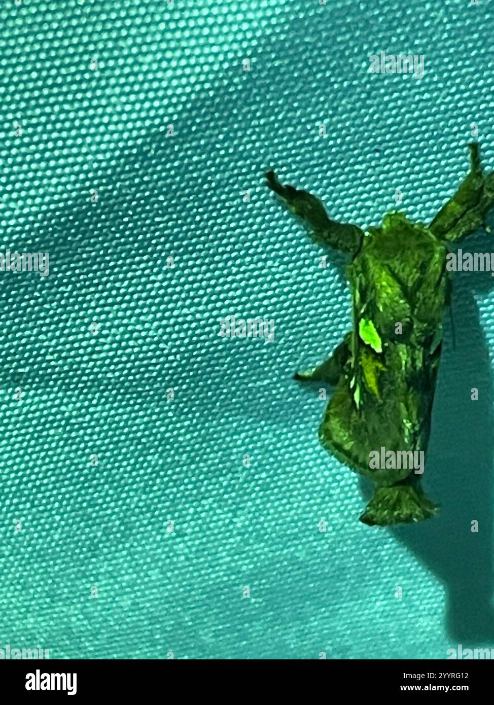 Spiny Oak-slug Moth (Euclea delphinii Stock Photo - Alamy