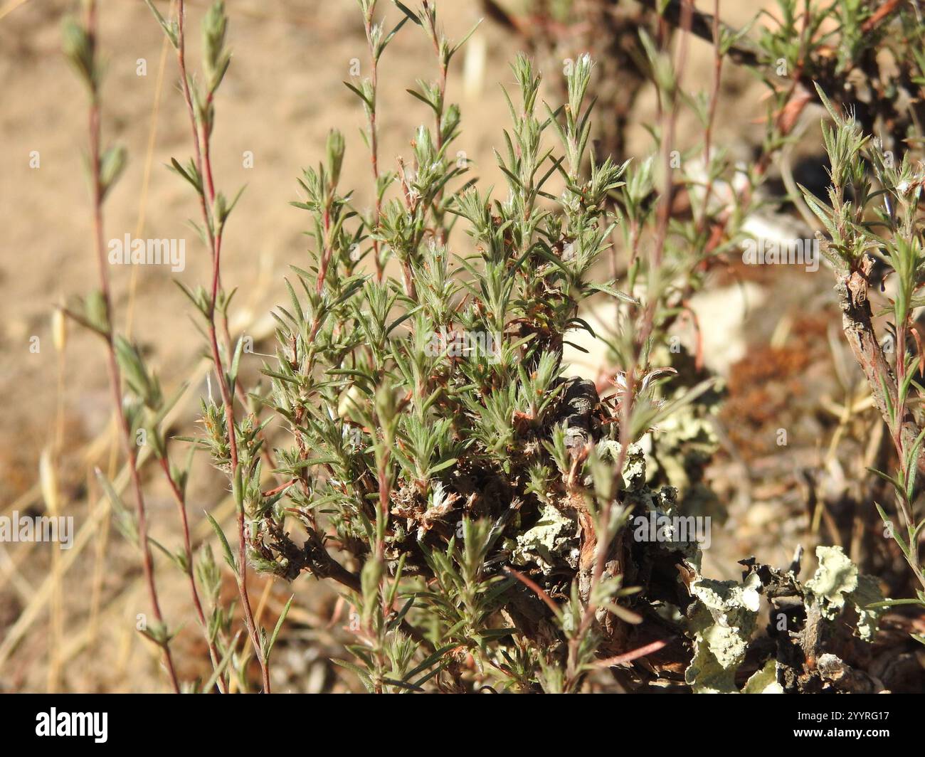 Bolander's knotweed (Polygonum bolanderi Stock Photo - Alamy