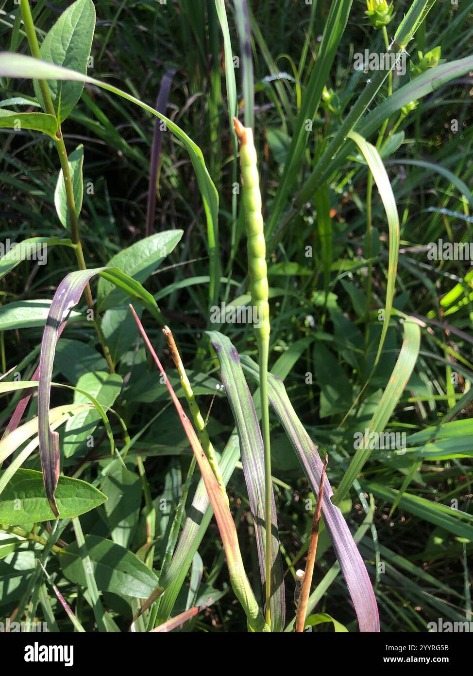 eastern gamagrass (Tripsacum dactyloides Stock Photo - Alamy