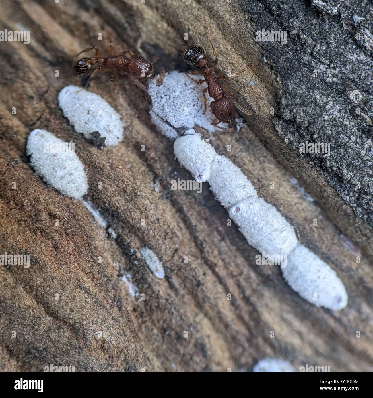 Felt Scales (Eriococcidae Stock Photo - Alamy