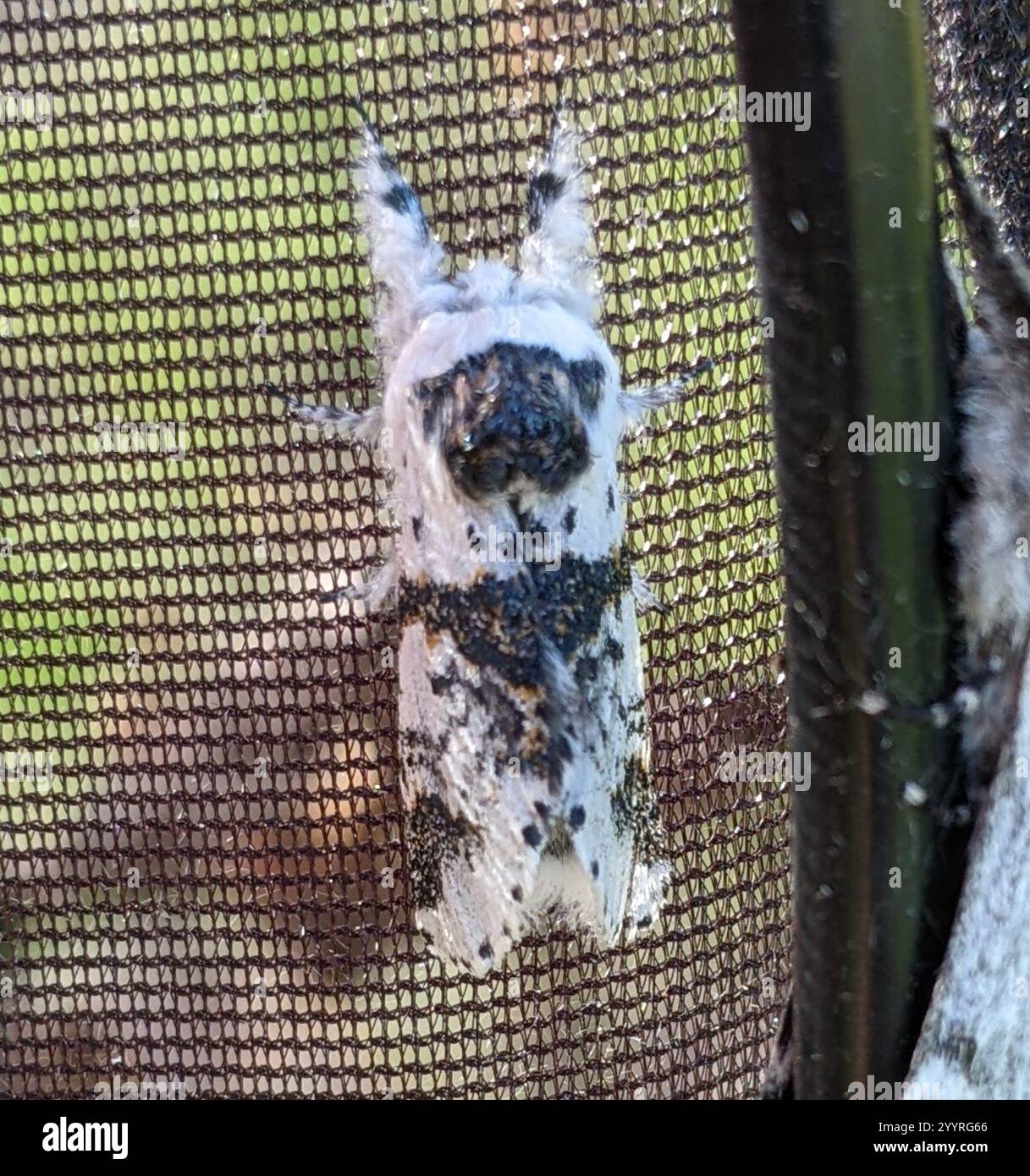 Zigzag Furcula Moth (Furcula scolopendrina Stock Photo - Alamy