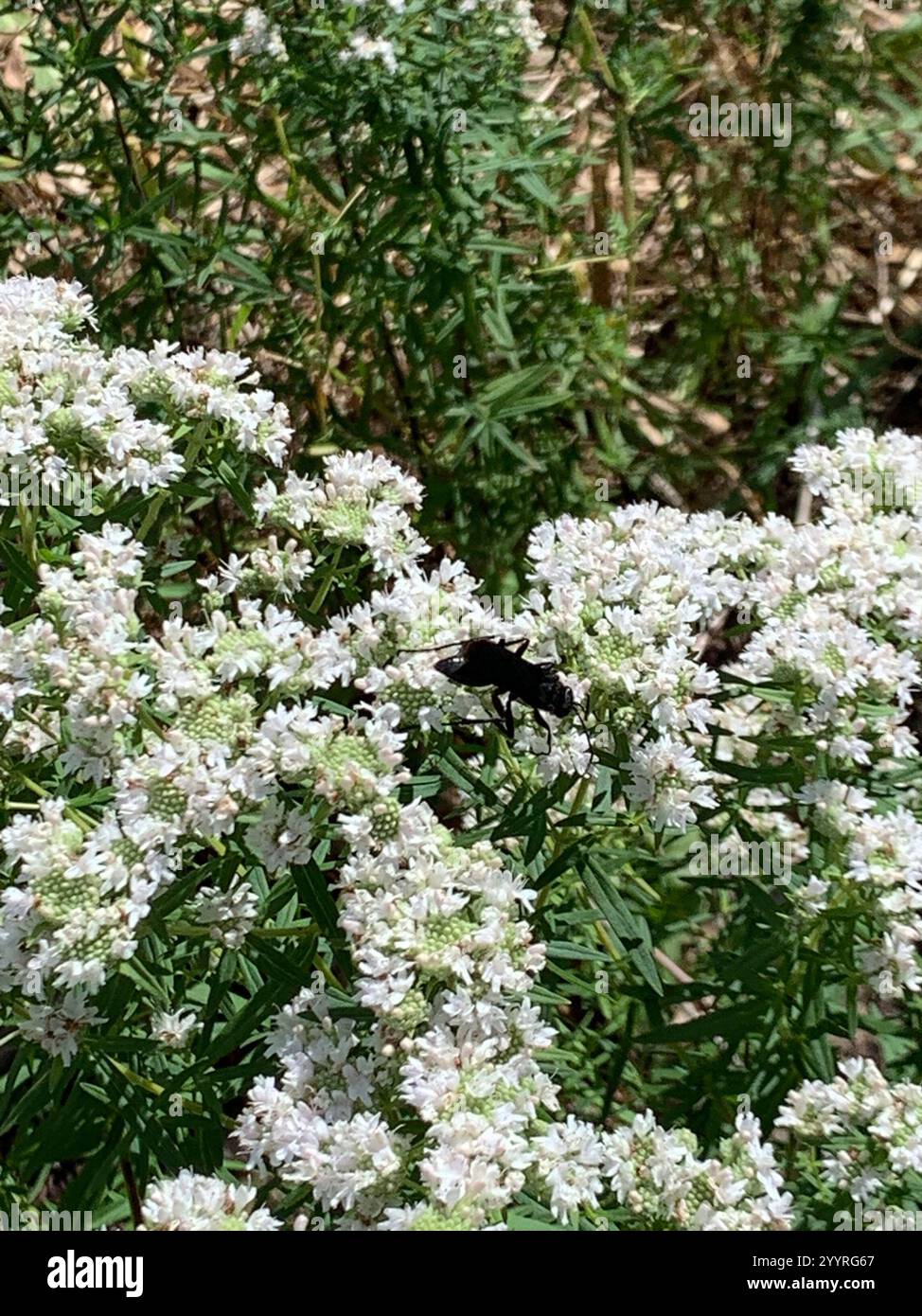 Great Black Digger Wasp (Sphex pensylvanicus Stock Photo - Alamy