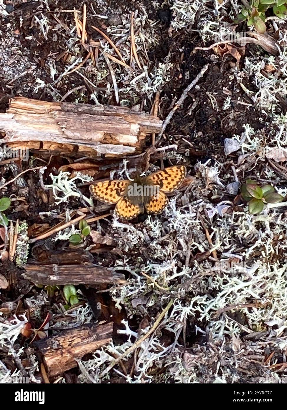Freija fritillary hi-res stock photography and images - Alamy