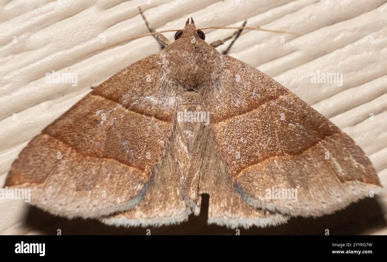 Maple Looper Moth (Parallelia bistriaris Stock Photo - Alamy