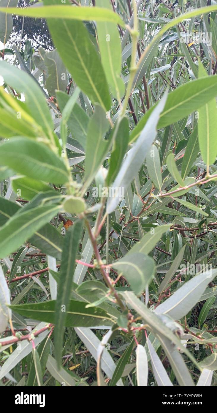 red willow (Salix laevigata Stock Photo - Alamy