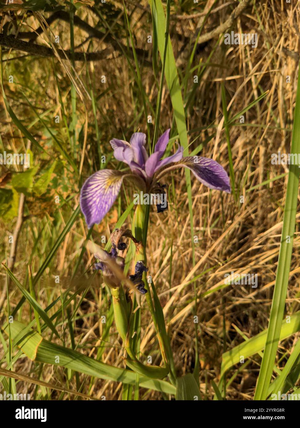 northern blue flag (Iris versicolor Stock Photo - Alamy