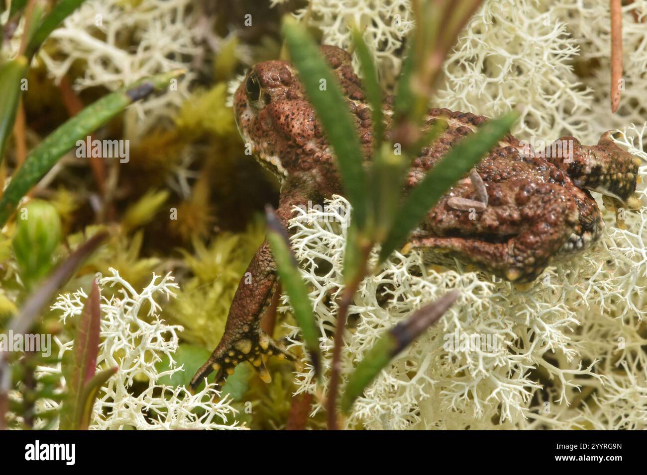 Western Toad (Anaxyrus boreas Stock Photo - Alamy