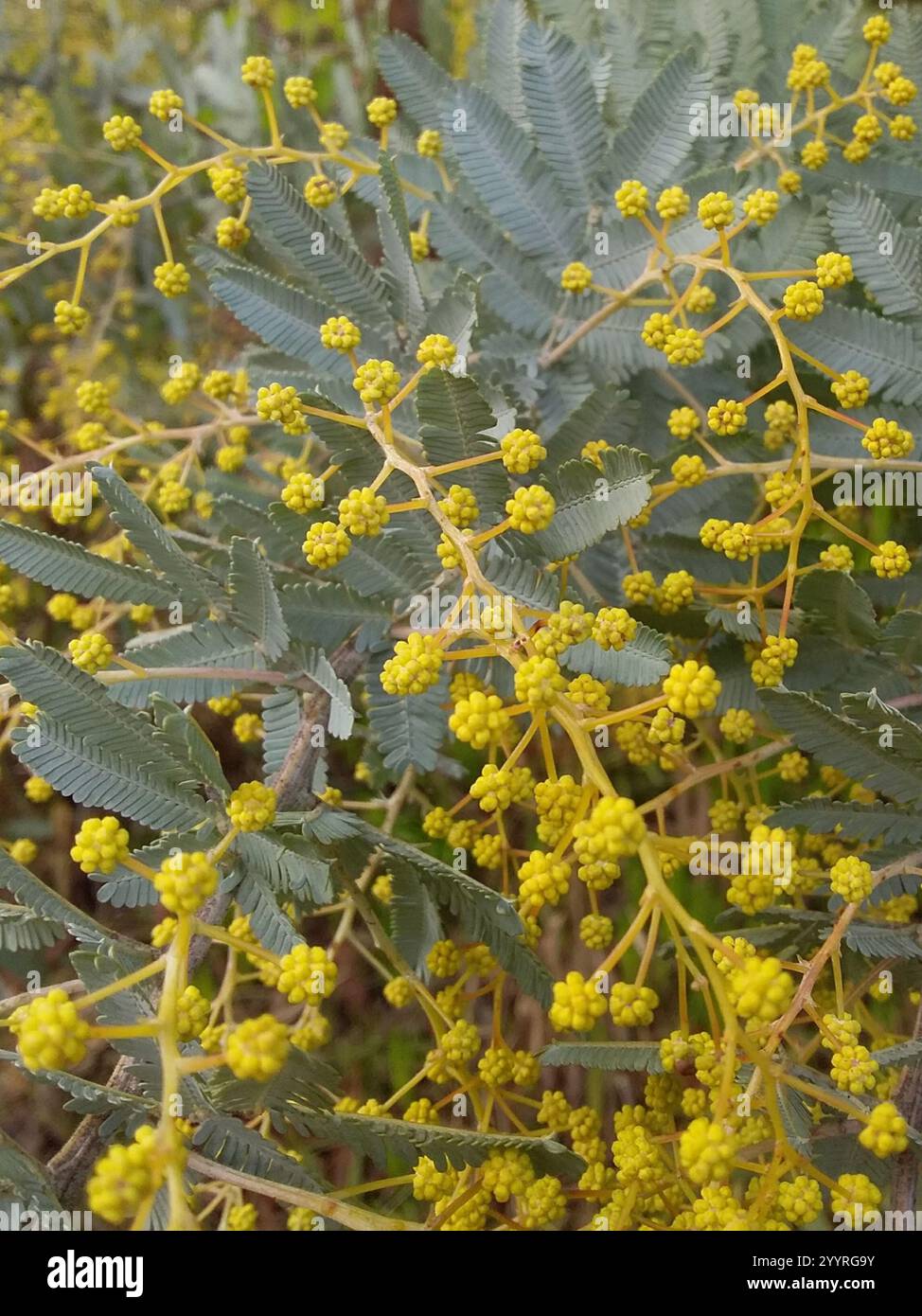 Cootamundra wattle acacia baileyana hi-res stock photography and images ...